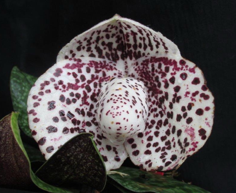 Mount Prospect Orchids - Paphs